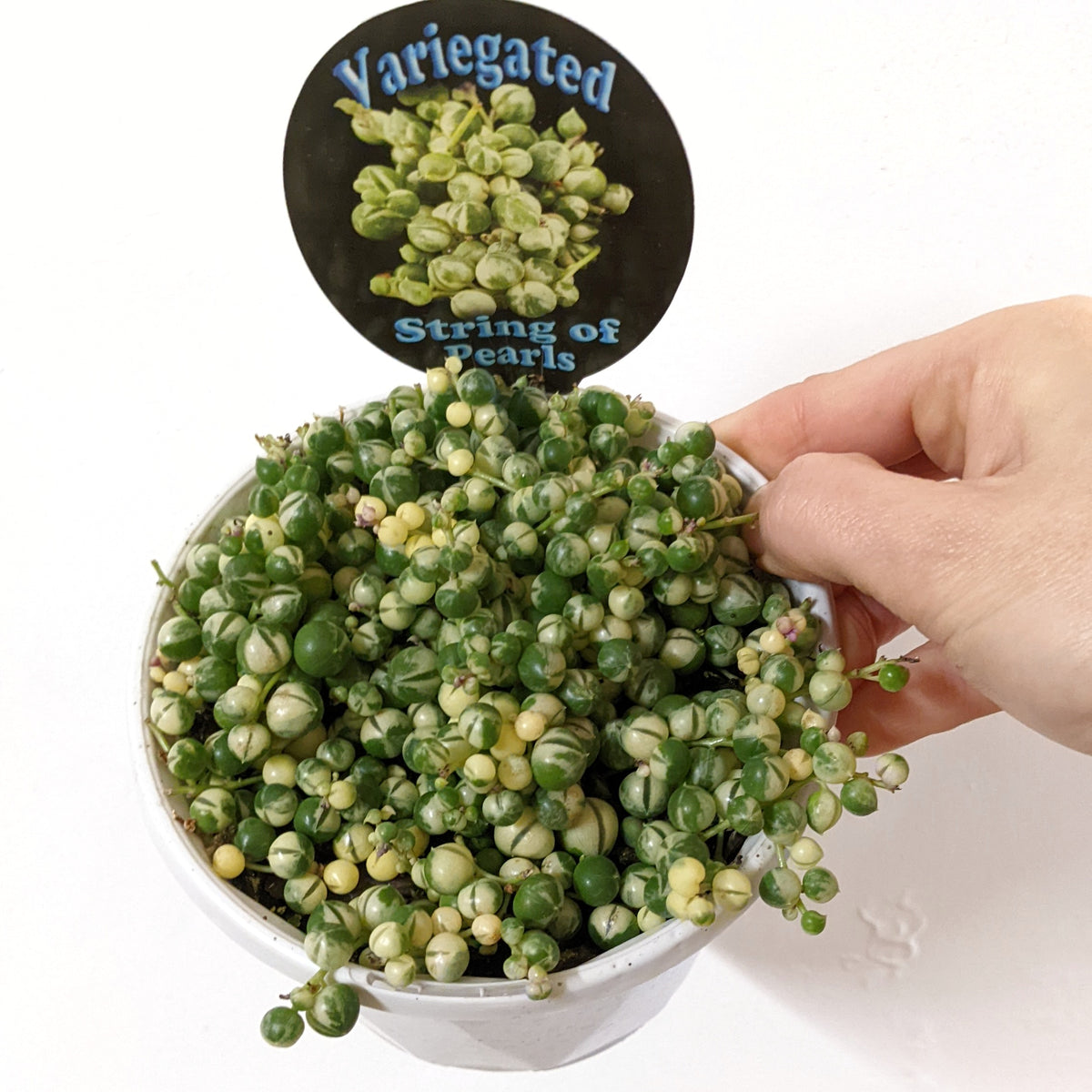 Curio rowleyanus ‘Variegata’ (Variegated String of Pearls) - 13cm pot ...