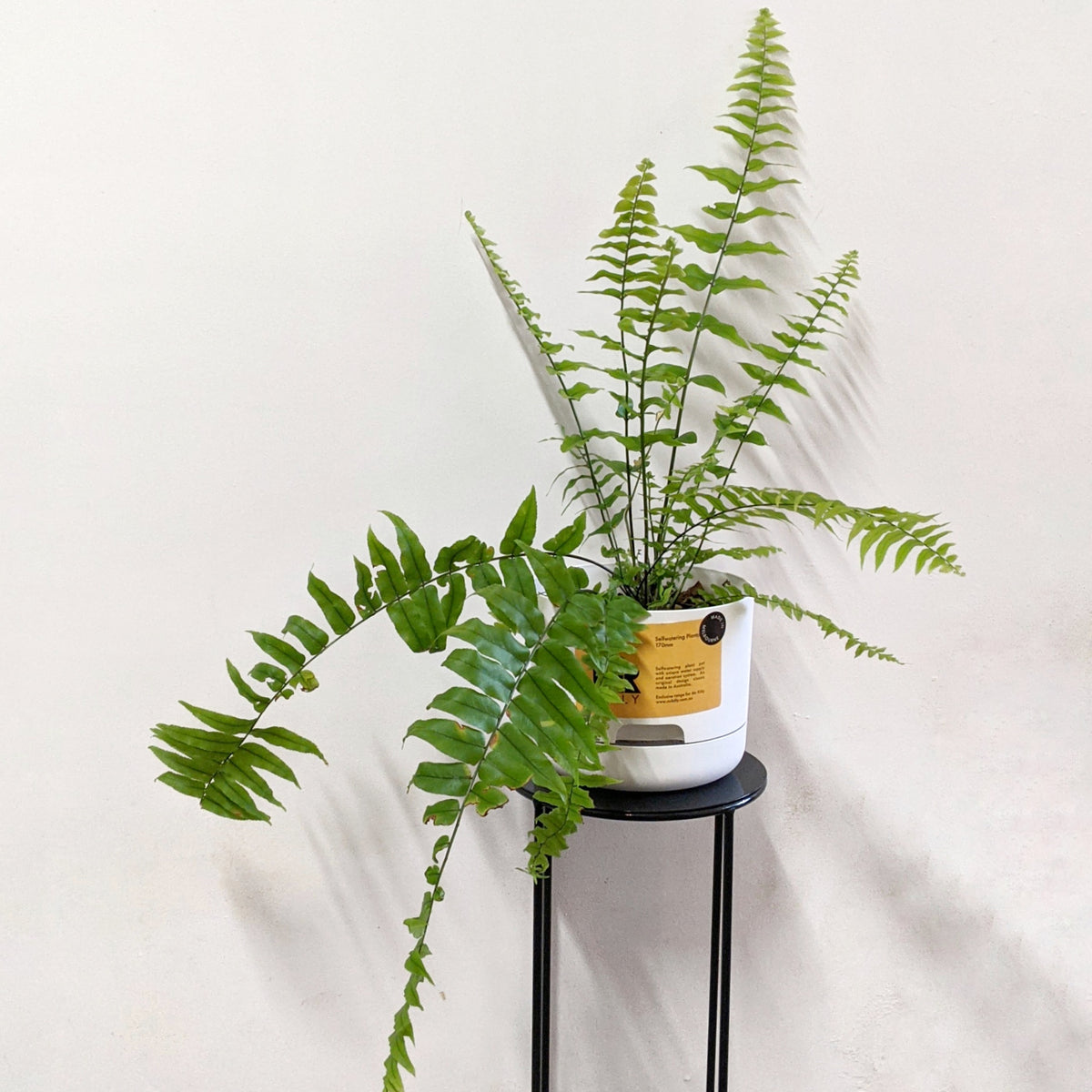 Macho Fern planted in Mr Kitly pot | Plantsmith Indoor Plants Melbourne