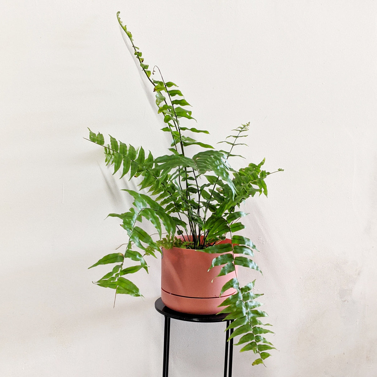 Macho Fern planted in Mr Kitly pot | Plantsmith Indoor Plants Melbourne