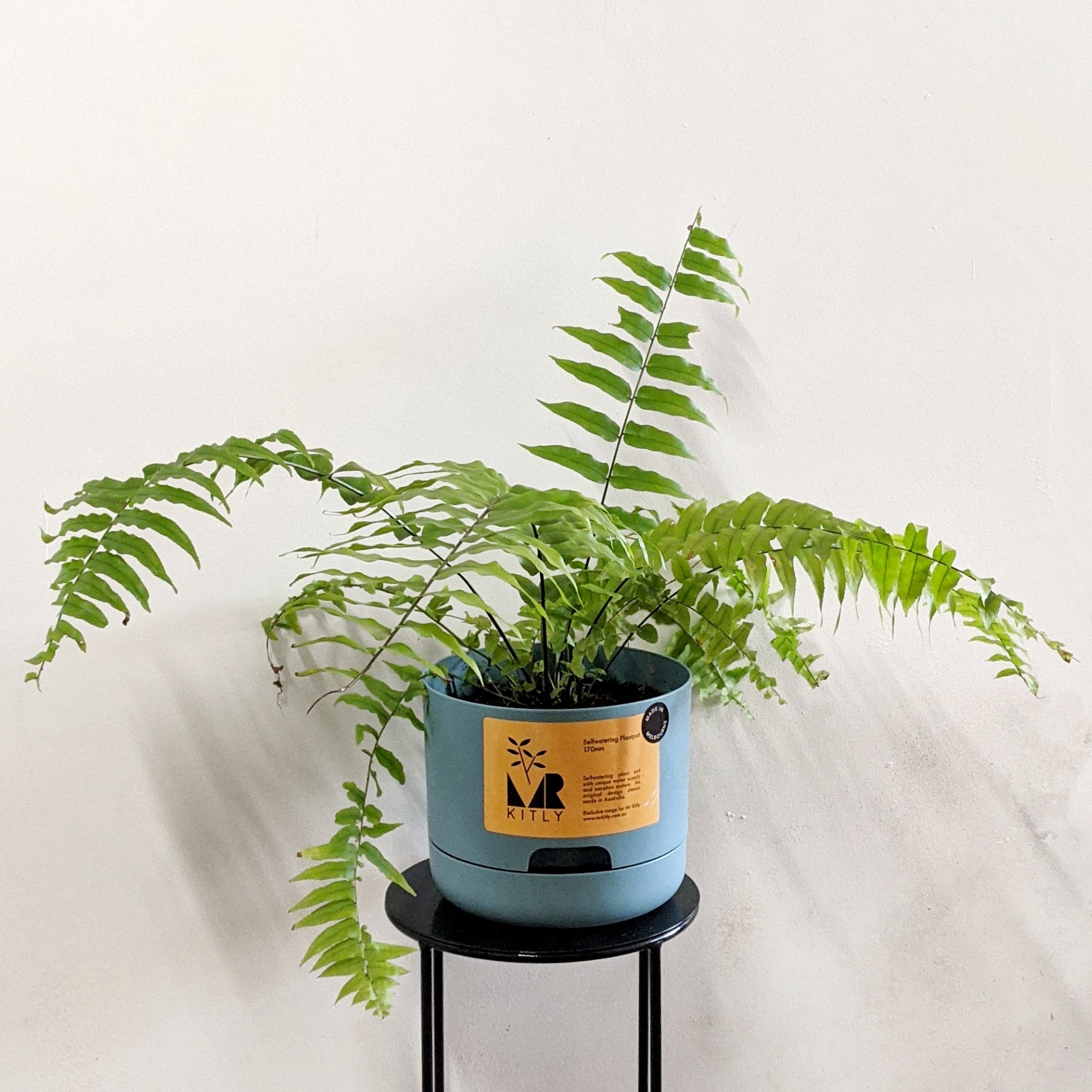 Macho Fern planted in Mr Kitly pot | Plantsmith Indoor Plants Melbourne