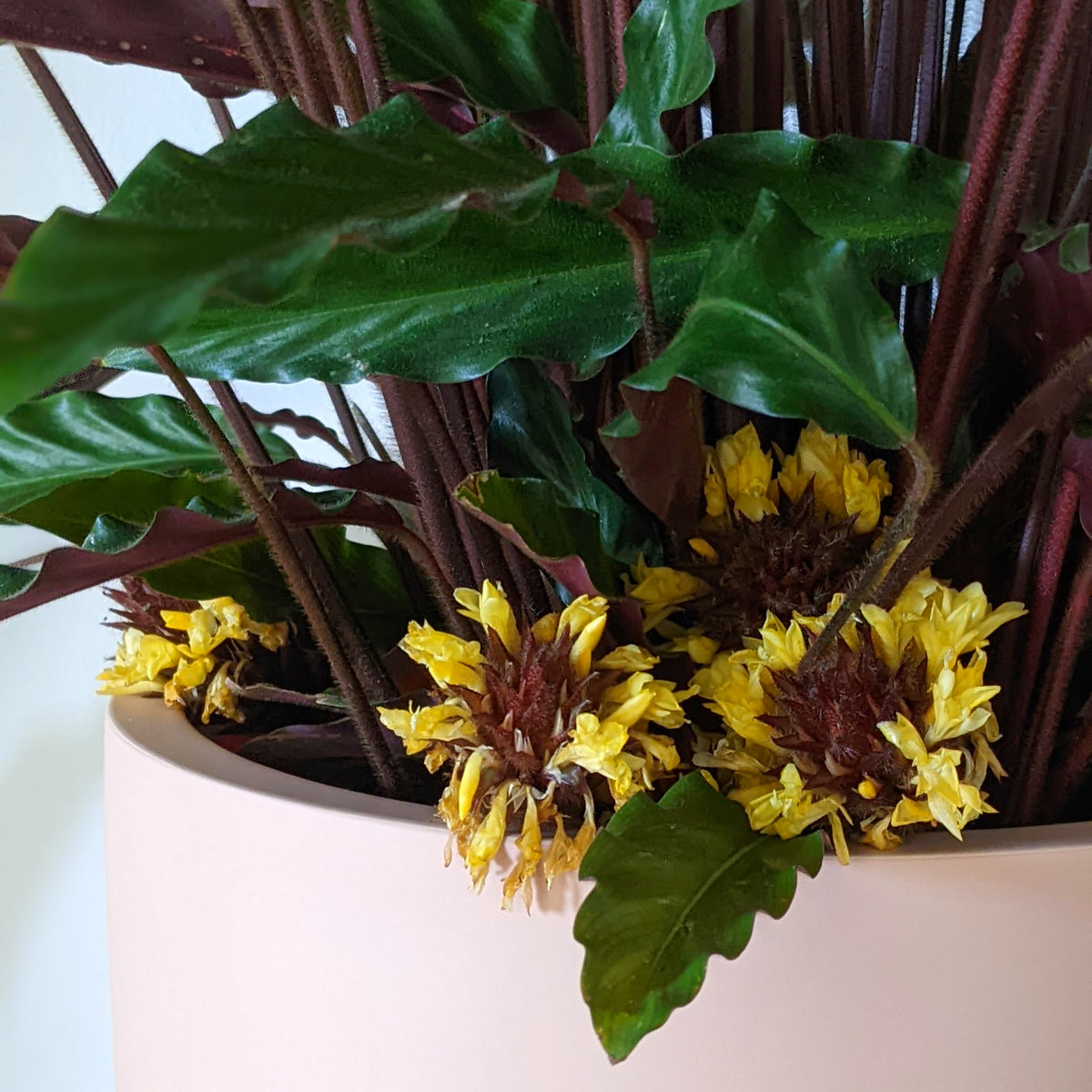 Calathea rufibarba (Velvet Calathea) - 25cm pot | Plantsmith Indoor ...