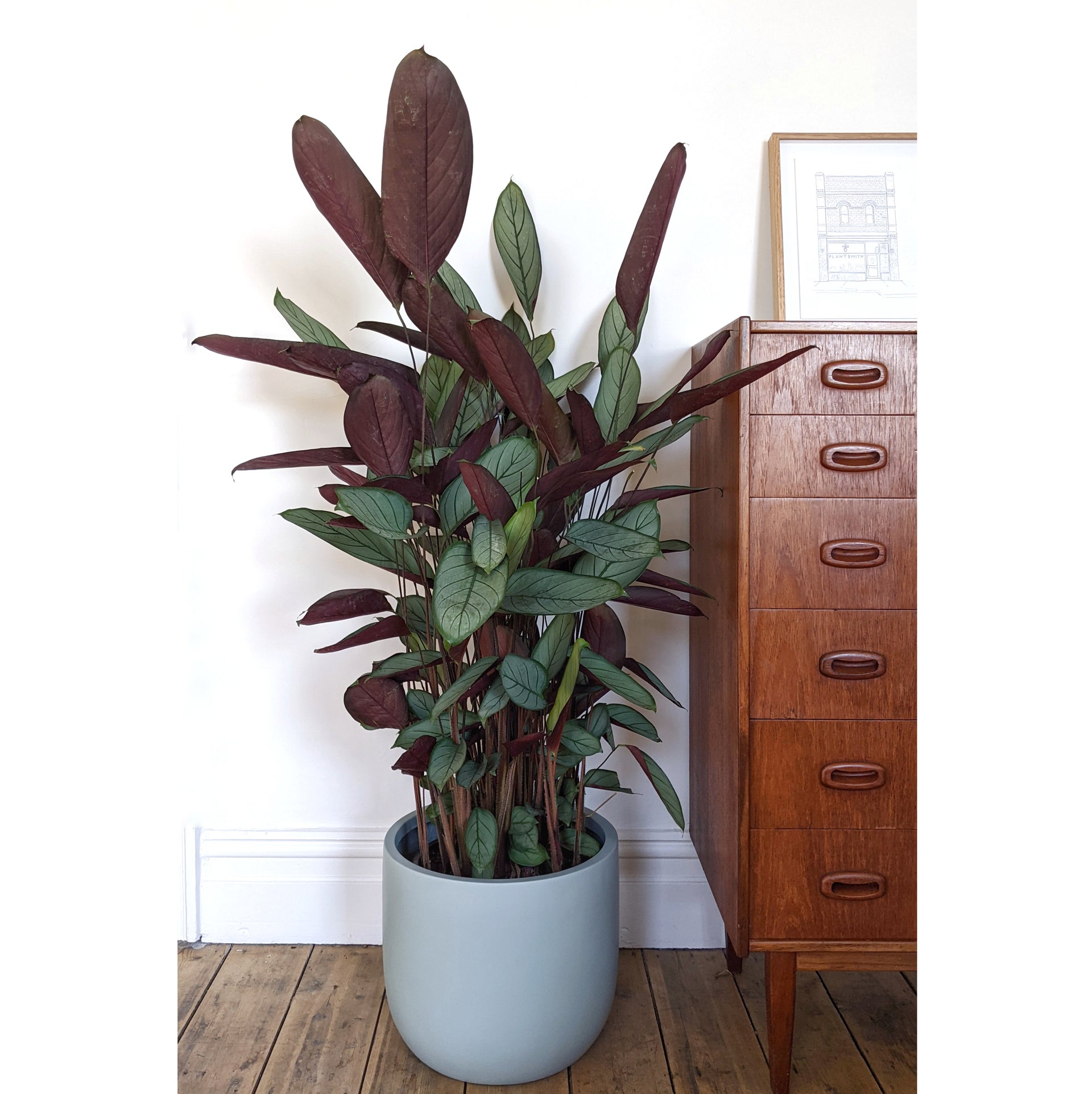 Ctenanthe setosa 'Grey Star' - 30cm pot | Plantsmith Indoor Plants ...