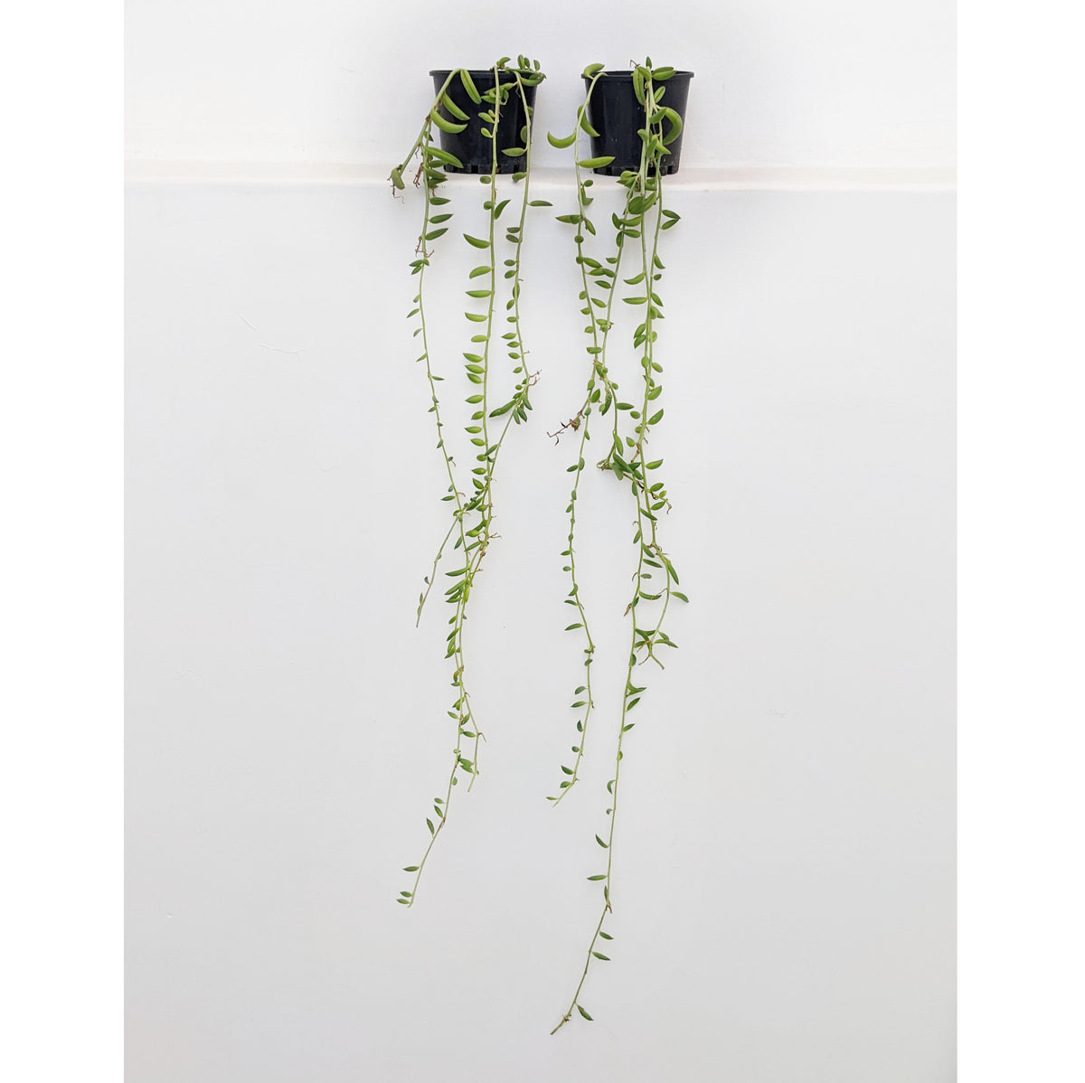 Curio radicans (String of Bananas/Beans) - 10cm pot | Plantsmith Indoor ...