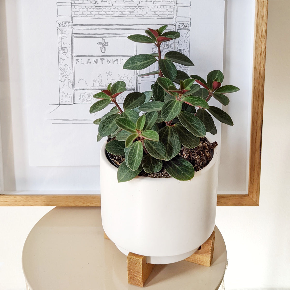 Peperomia verticillata ‘Red Log’ - 9.5cm pot | Plantsmith Indoor Plants ...