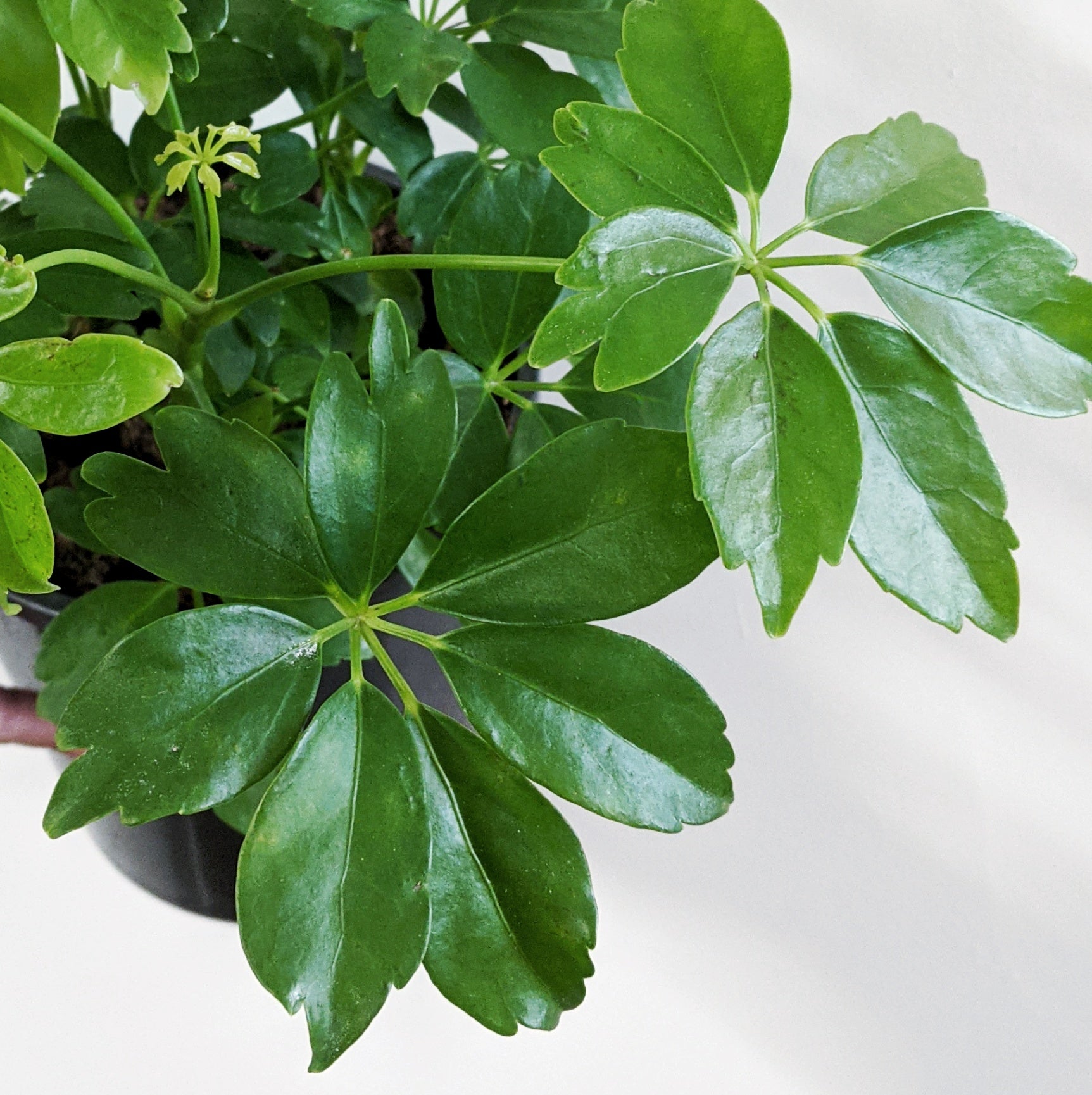 Schefflera arboricola (Dwarf Umbrella Tree) - 17cm | Plantsmith Indoor ...