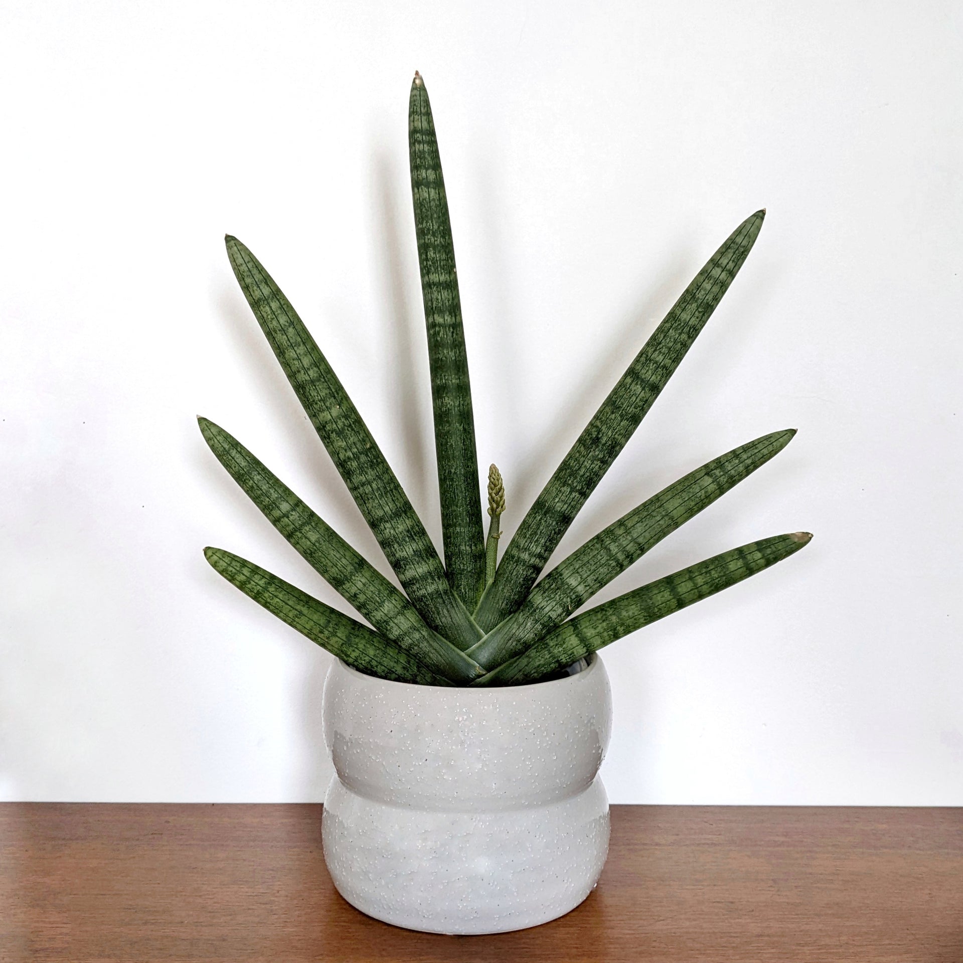 Sansevieria boncel (Fan Snake Plant) - 13cm Advanced | Plantsmith ...