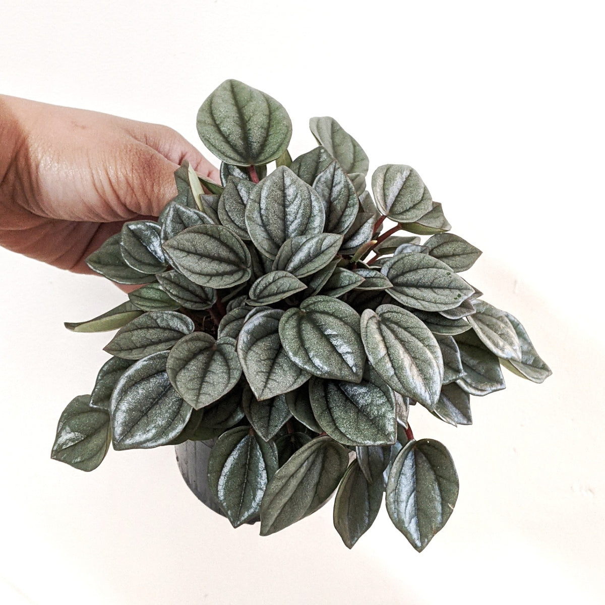 Peperomia caperata 'Milano' - 9.5cm pot | Plantsmith Indoor Plants ...