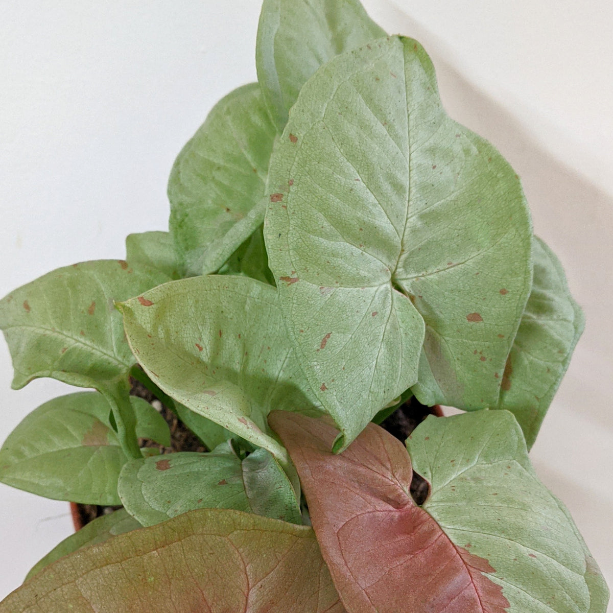 Syngonium ‘Confetti’ - 12cm | Plantsmith Indoor Plants Melbourne