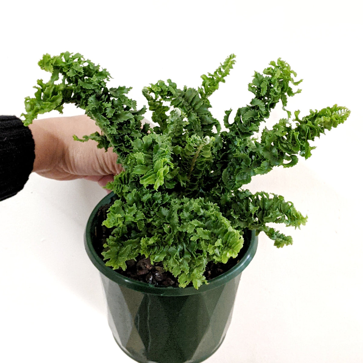 Nephrolepsis exaltata 'Emina' - 13cm pot | Plantsmith Indoor Plants ...
