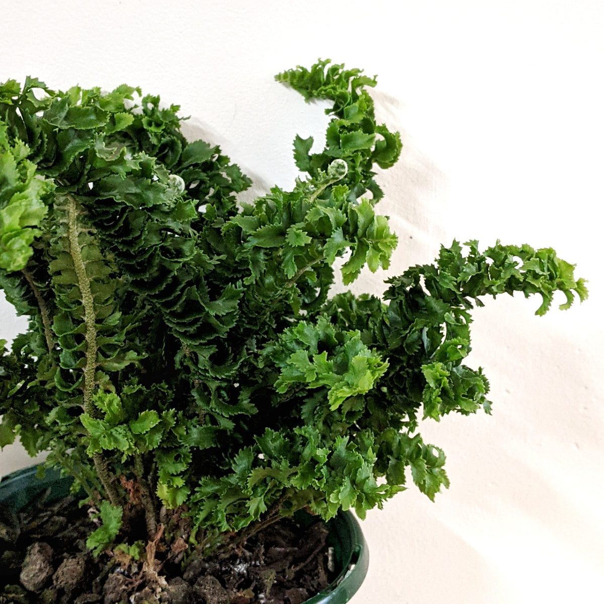 Nephrolepsis exaltata 'Emina' - 13cm pot | Plantsmith Indoor Plants ...