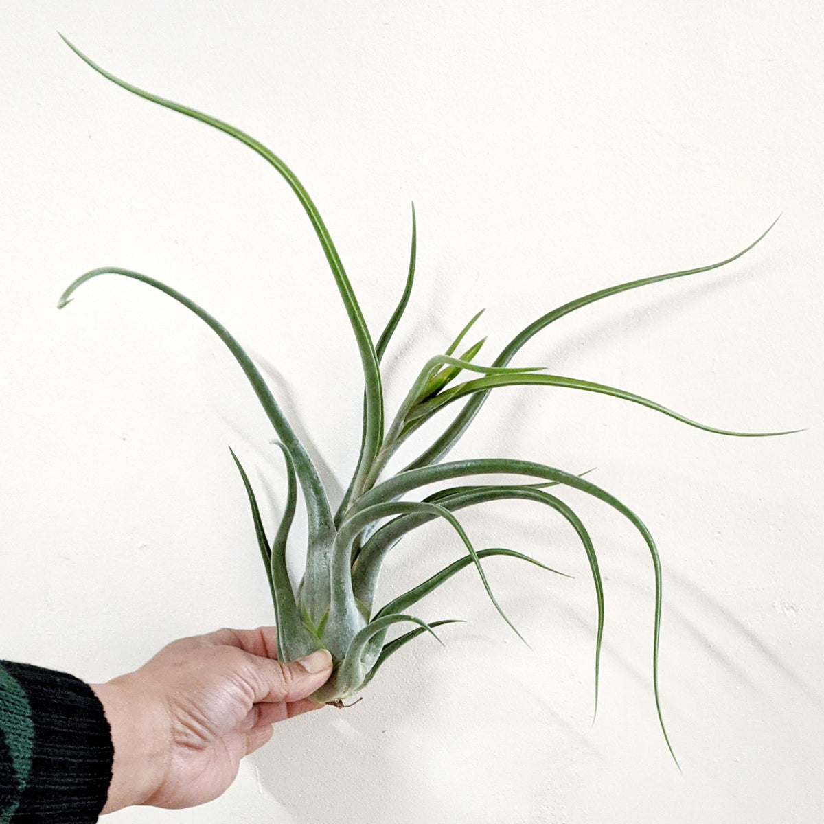 Tillandsia caput-medusae (Air plant) - X Large | Plantsmith Indoor ...