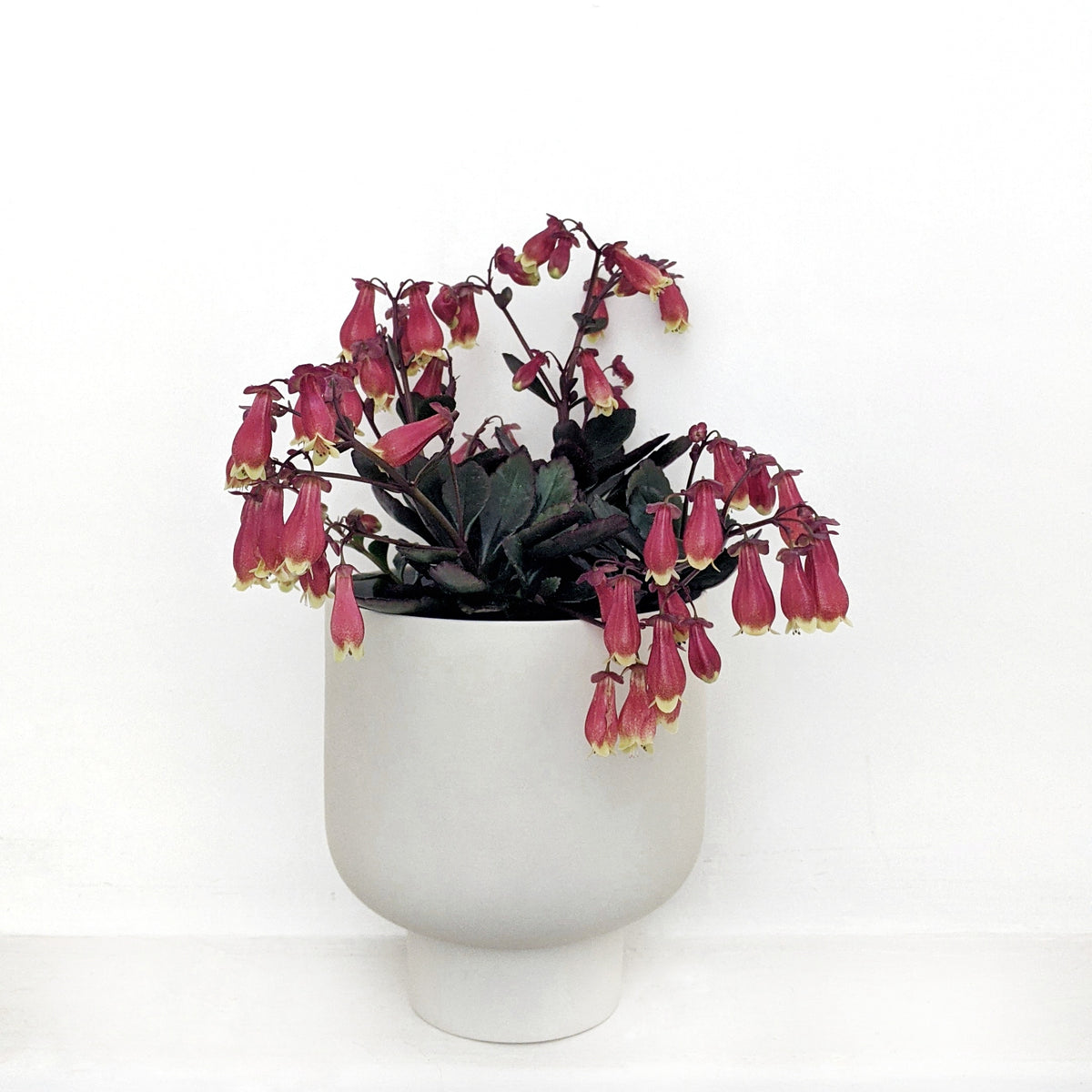 Kalanchoe 'Regal Bells' in Fergus Planter | Plantsmith Indoor Plants ...