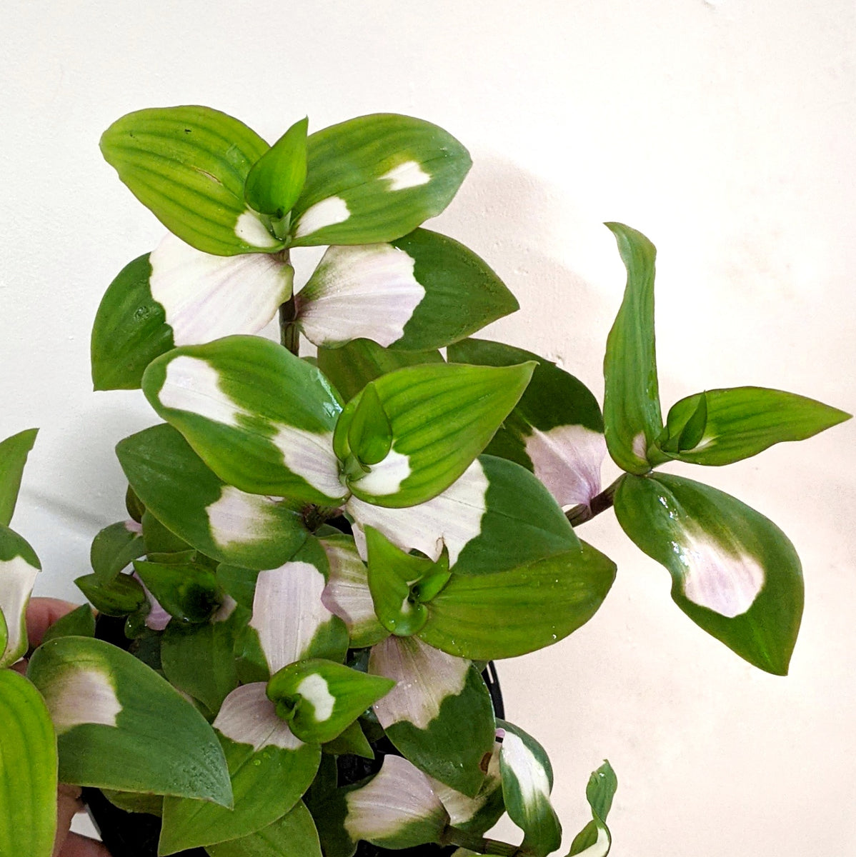 Tradescantia Blushing Bride - 14cm pot | Plantsmith Indoor Plants Melbourne