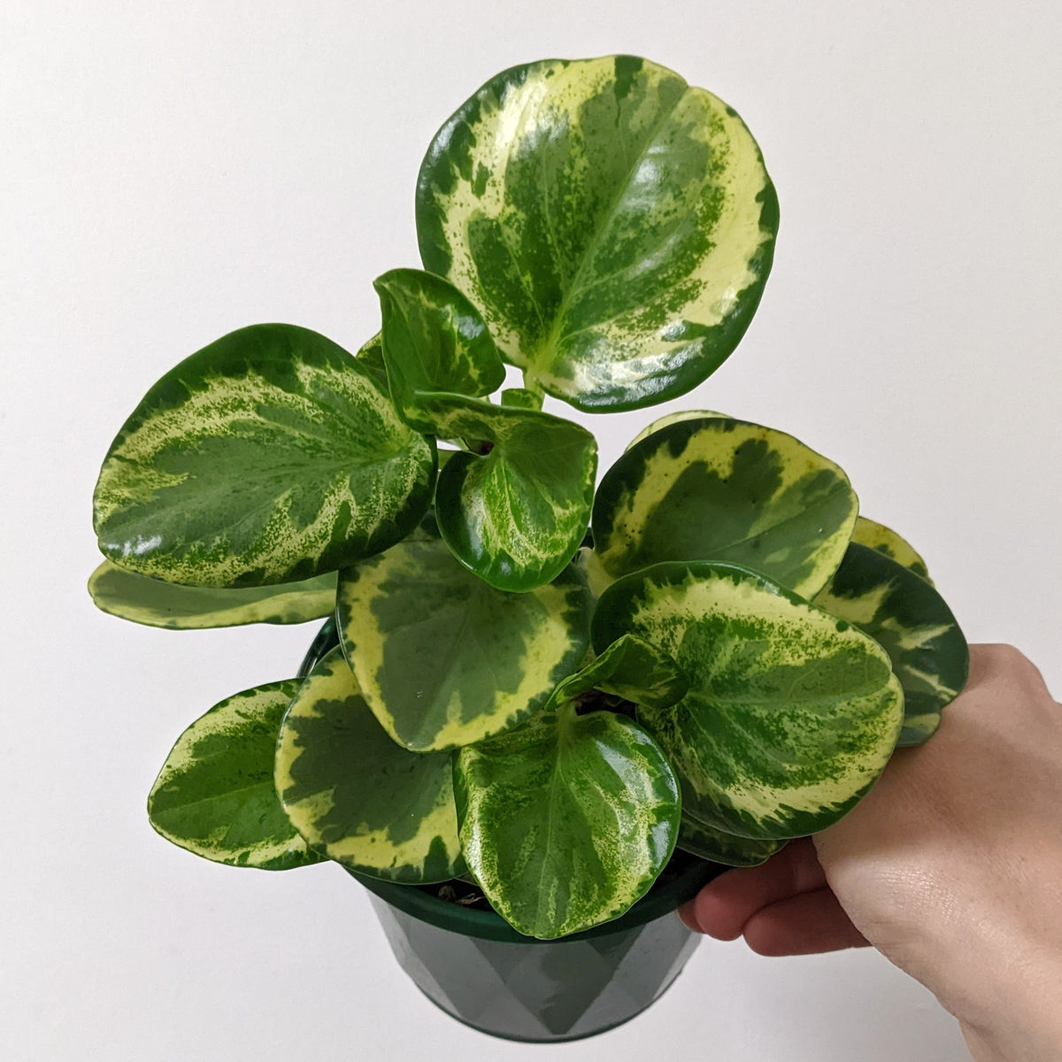Peperomia obtusifolia variegata (Jade Peperomia) - 13cm pot ...