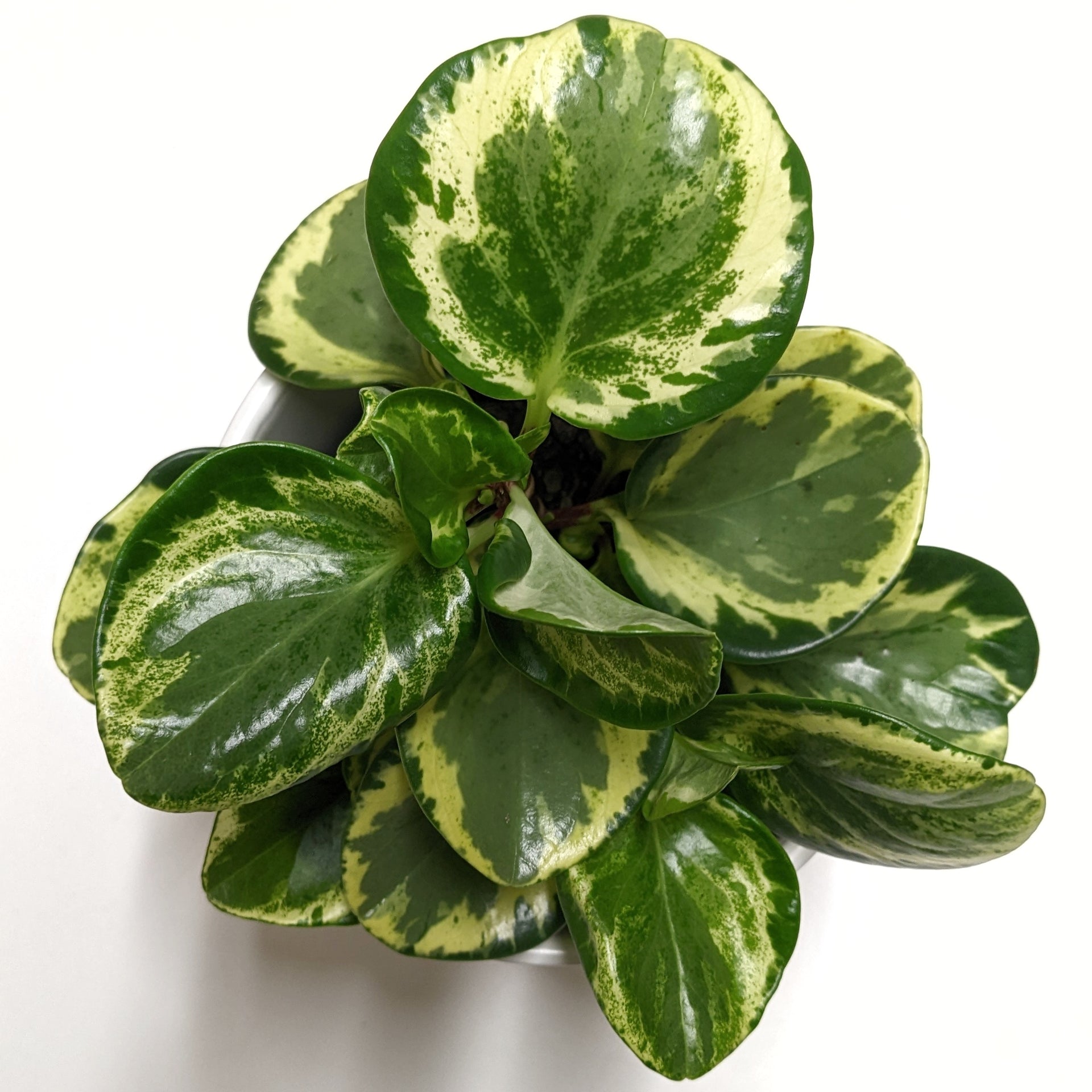 Peperomia obtusifolia variegata (Jade Peperomia) - 13cm pot ...