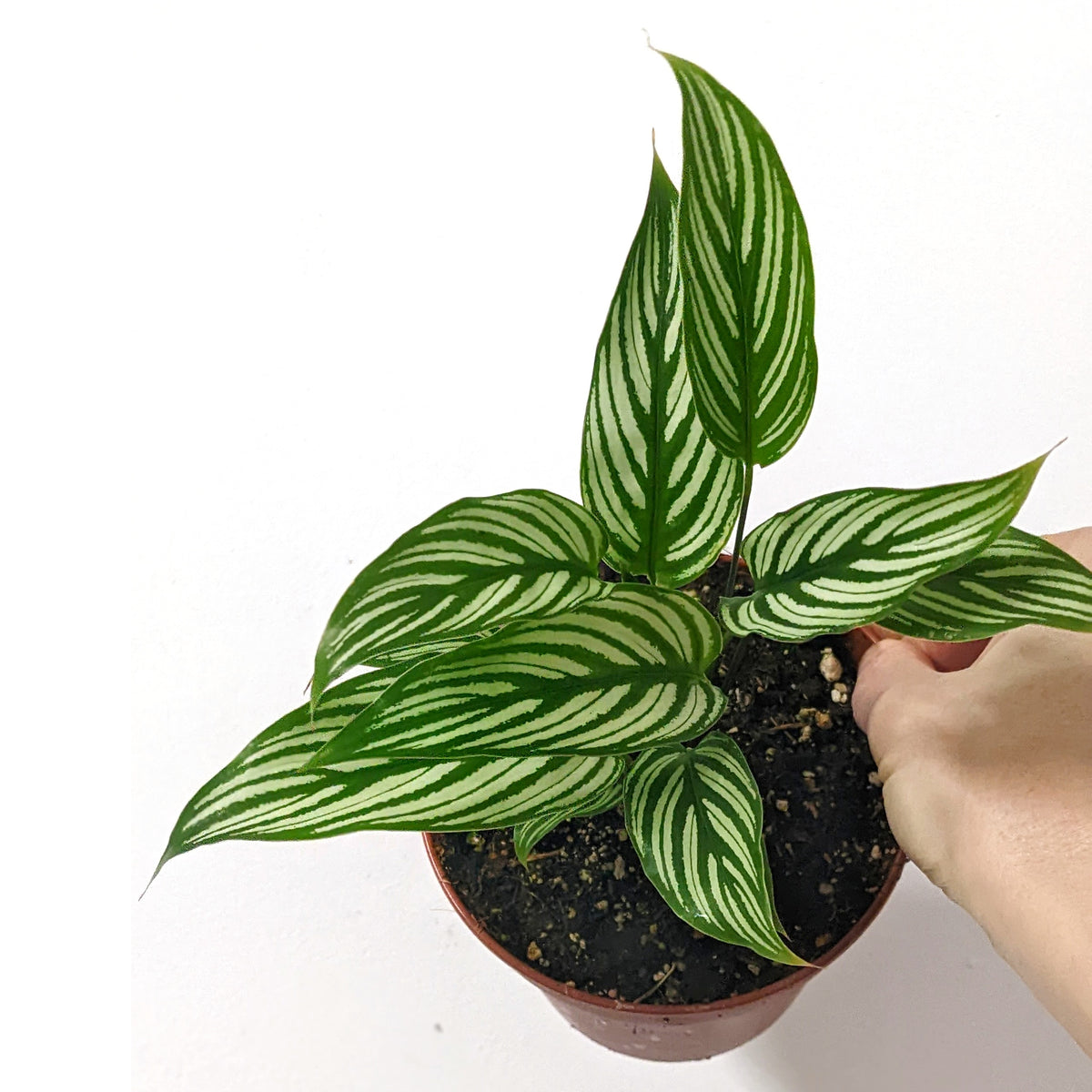 Calathea vittata - 12cm pot | Plantsmith Indoor Plants Melbourne