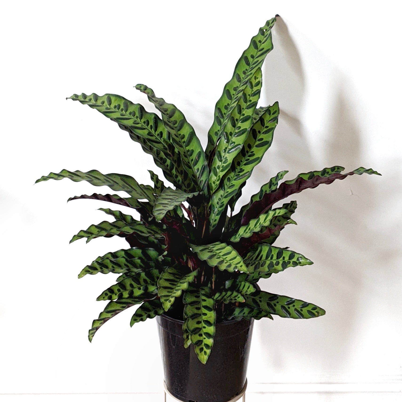 Calathea lancifolia insignis ‘Rattlesnake Plant’- 25cm pot | Plantsmith ...