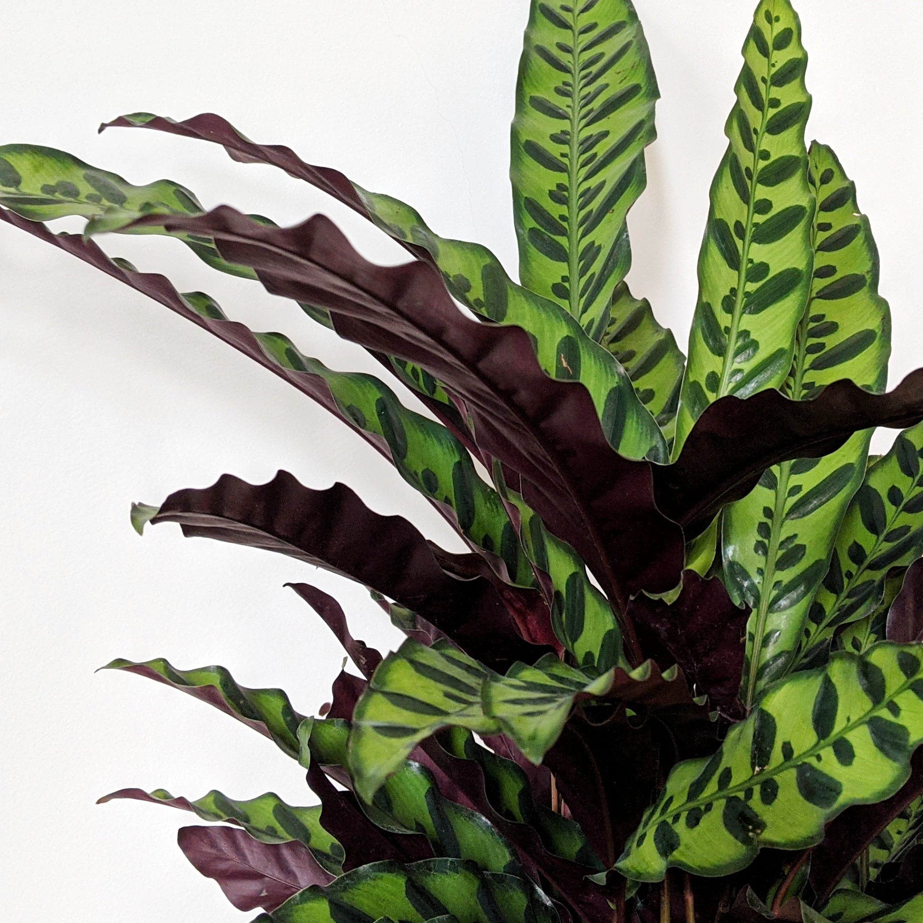 Calathea lancifolia insignis ‘Rattlesnake Plant’- 25cm pot | Plantsmith ...