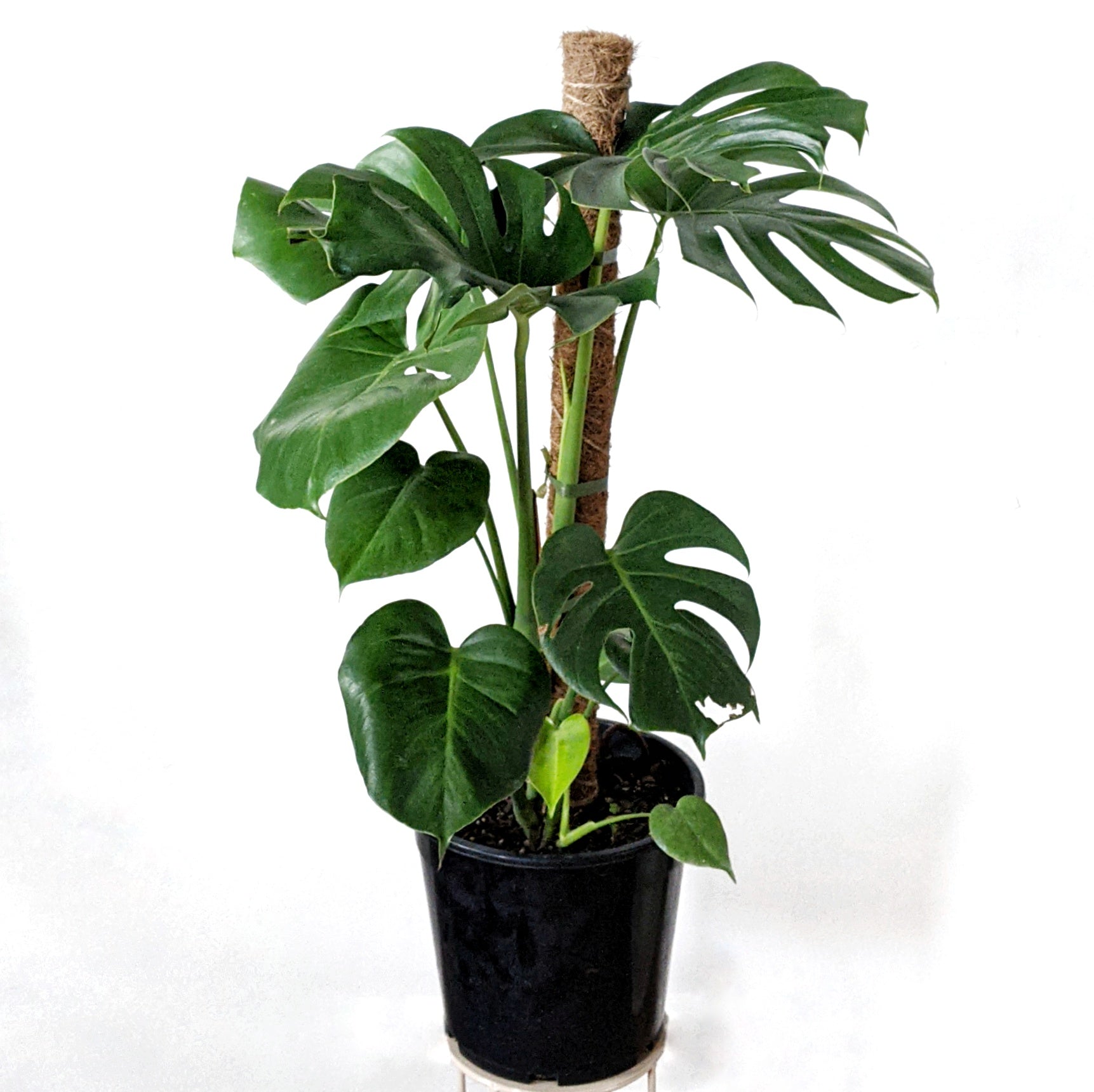 Monstera deliciosa with totem - 25cm | Plantsmith Indoor Plants Melbourne