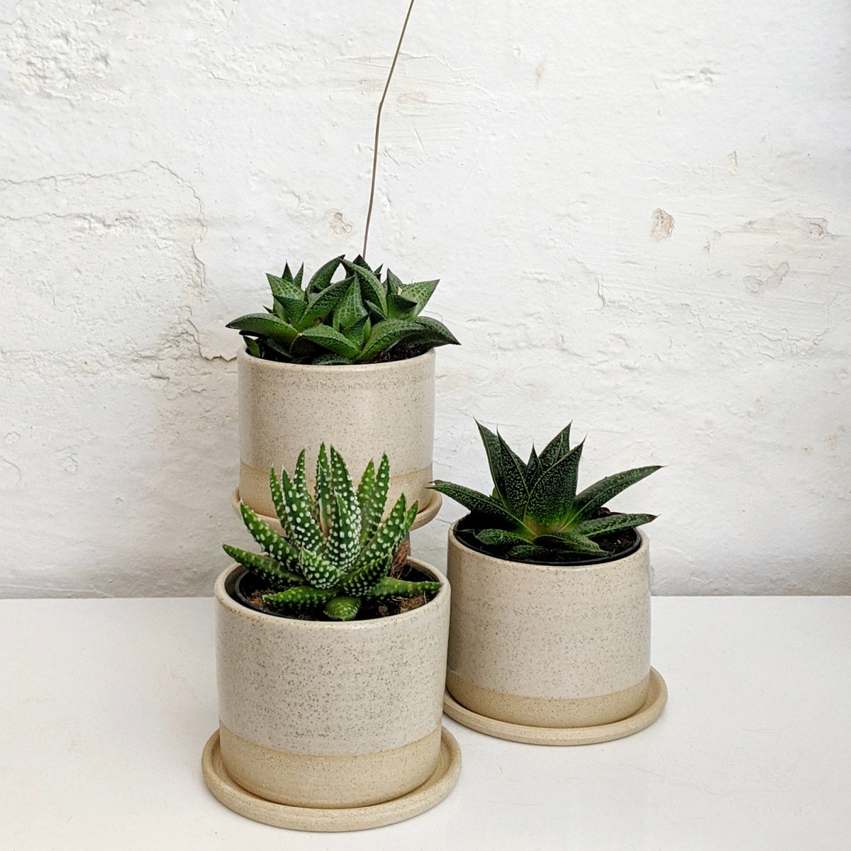 Haworthia succulent in Handmade Planter by Adele Macer | Plantsmith ...