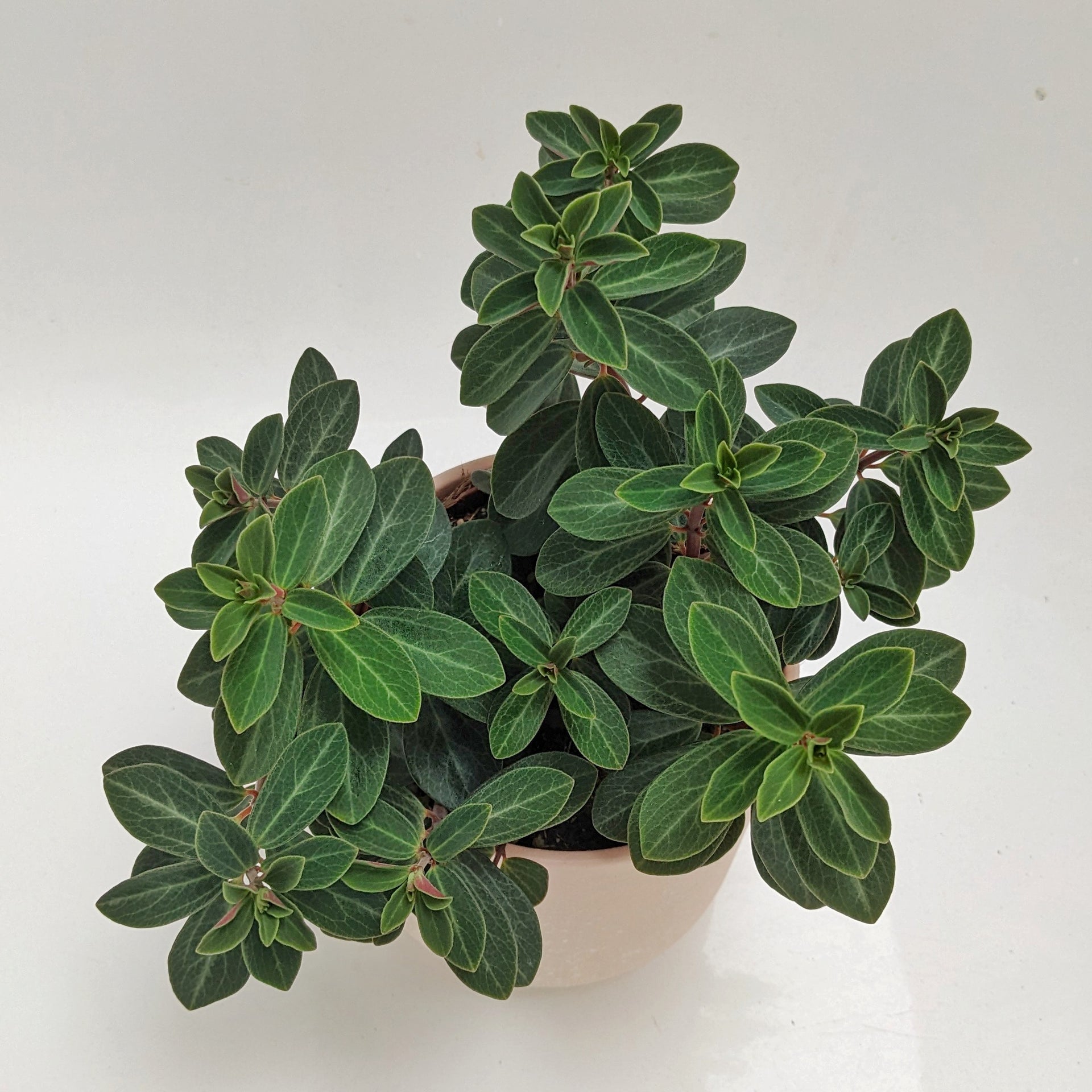 Peperomia verticillata ‘Red Log’ - 12cm | Plantsmith Indoor Plants ...