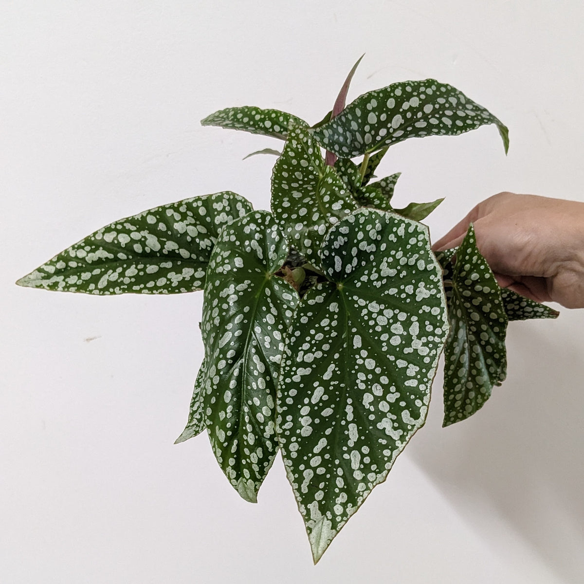 Begonia Maculata Angel Wings Var. - 13cm pot | Plantsmith Indoor Plants ...