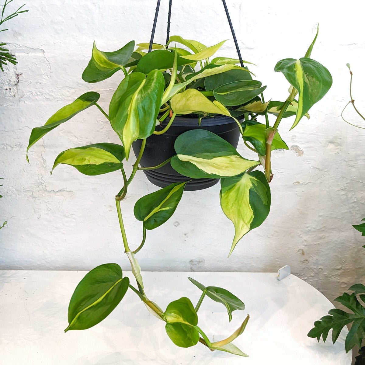 Philodendron hederaceum 'Brasil' - 20cm hanger | Plantsmith Indoor ...