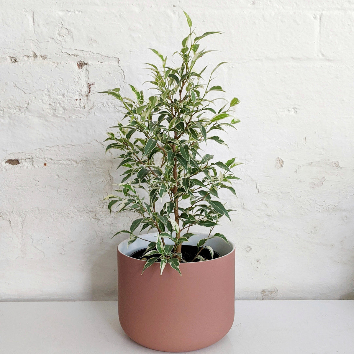 Ficus benjamina variegata (Variegated Weeping Fig) - 14cm pot ...