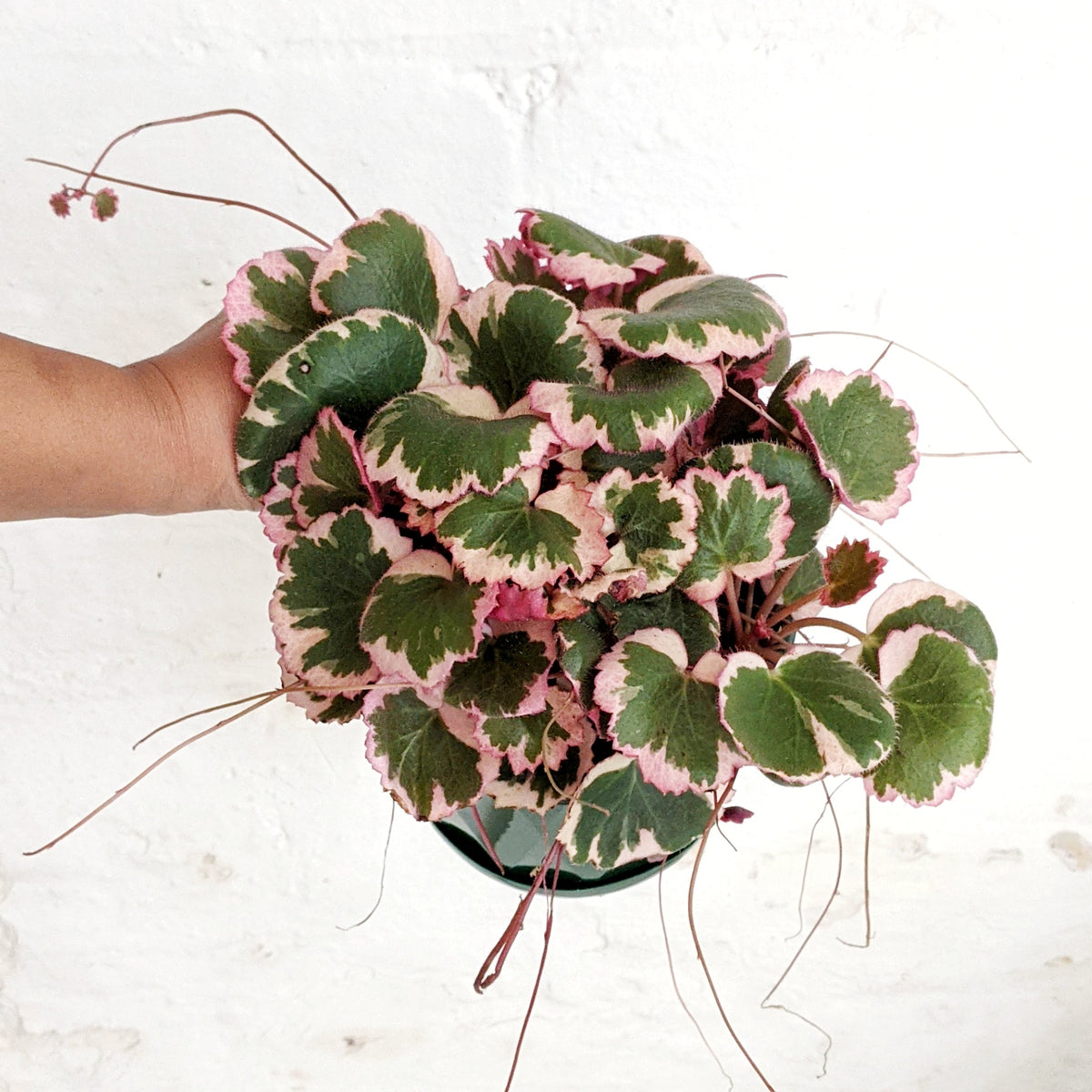 Saxifraga stolonifera Variegata (Variegated Strawberry Begonia) - 13cm ...