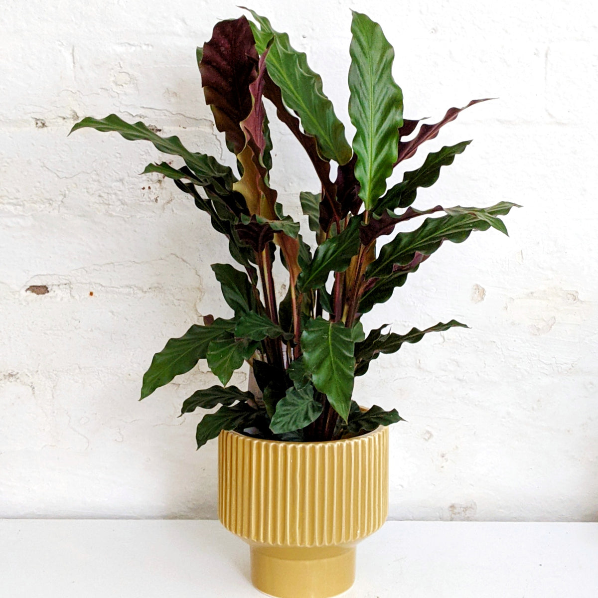 Calathea rufibarba (Velvet Calathea) - 9cm pot | Plantsmith Indoor ...