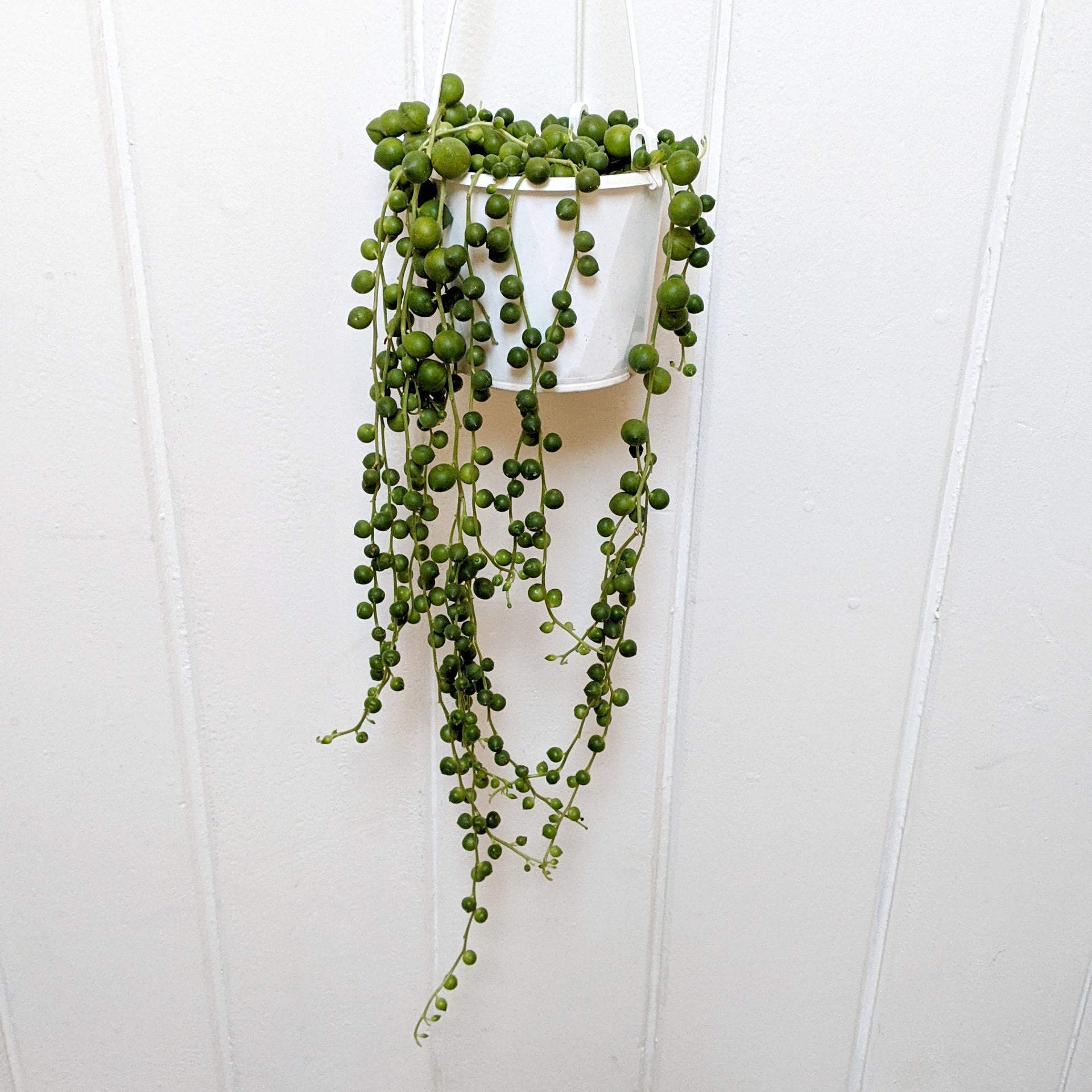 Curio rowleyanus (String of Pearls) ADVANCED - 13cm pot | Plantsmith ...