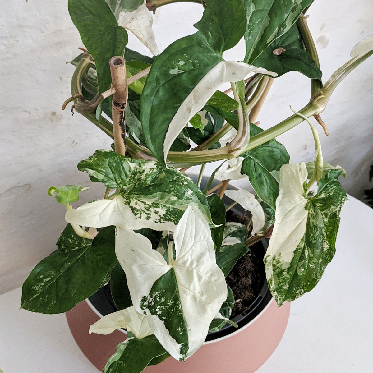 Syngonium podophyllum albo variegata ‘Fantasy’ - 14cm | Plantsmith ...
