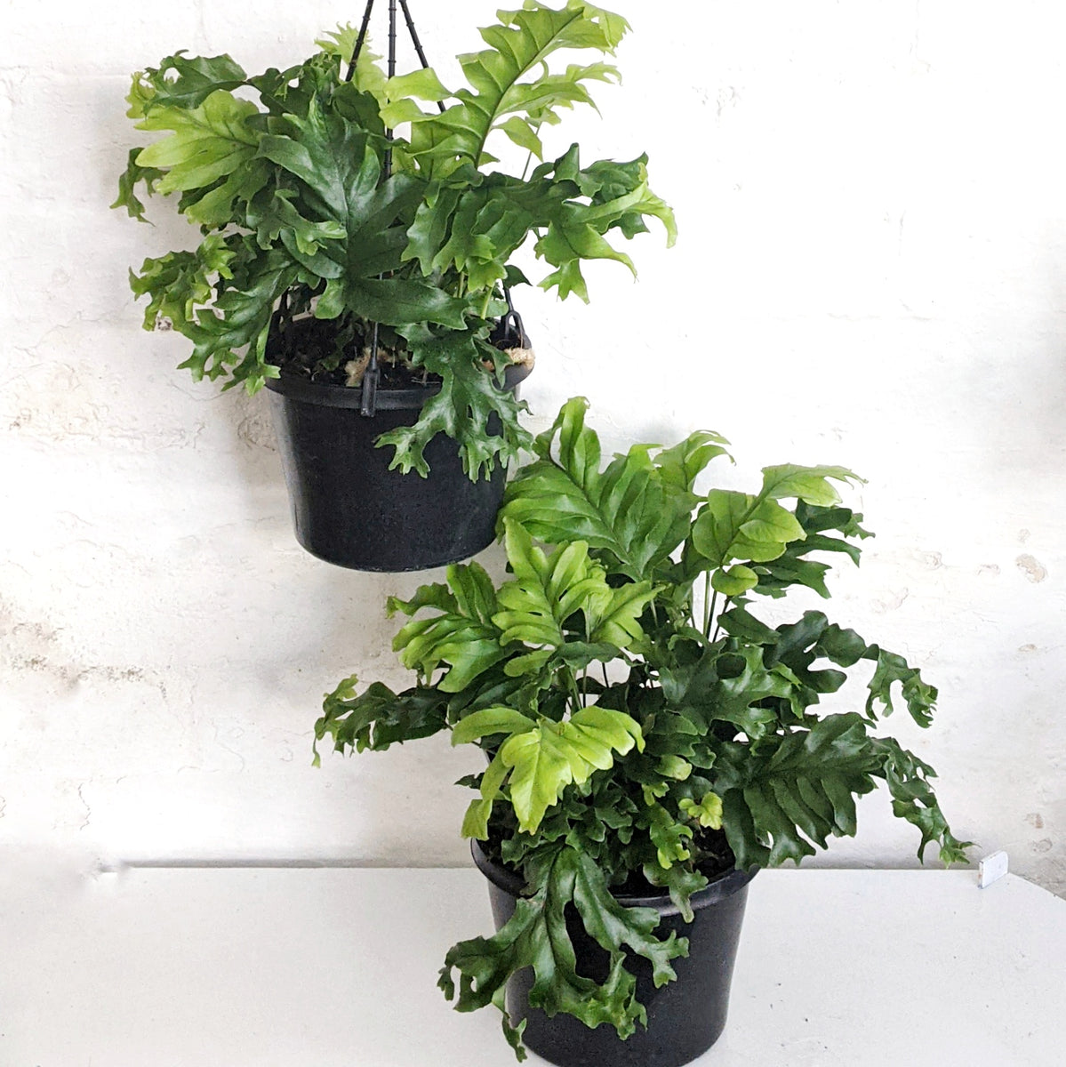 Phlebodium Nicholas (Diamond Fern) - 18cm pot | Plantsmith Indoor ...