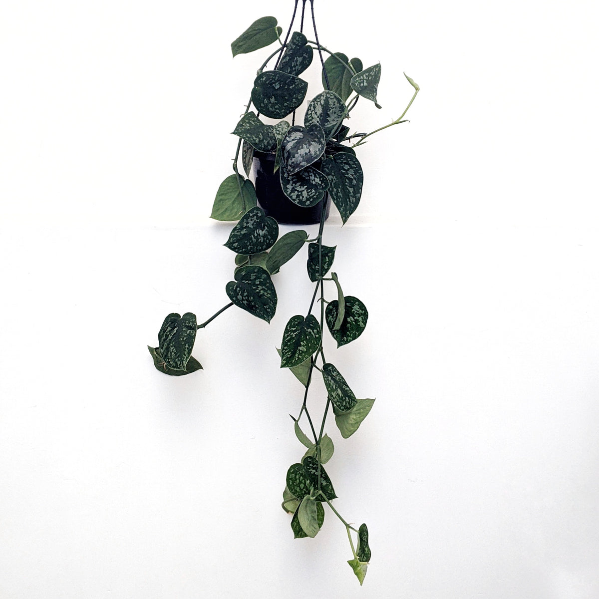 Scindapsus pictus (Silver Satin Pothos) - 18cm | Plantsmith Indoor ...