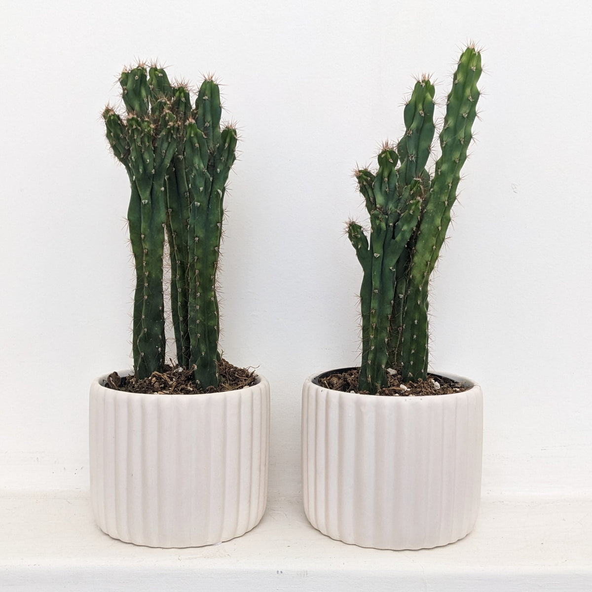 Cereus Monstrose Cactus in Ceramic Planter | Plantsmith Indoor Plants ...