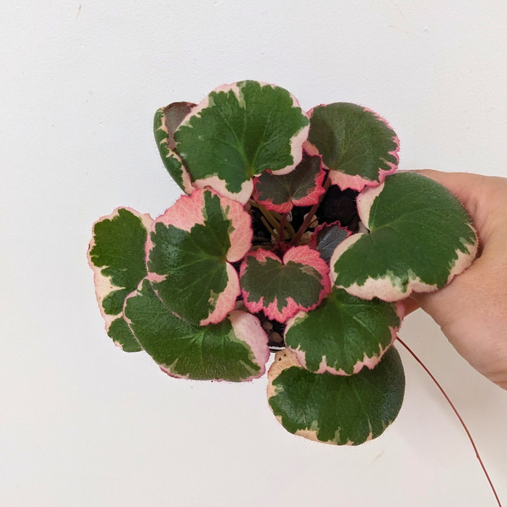 Saxifraga stolonifera Variegata (Variegated Strawberry Begonia) - 10cm ...