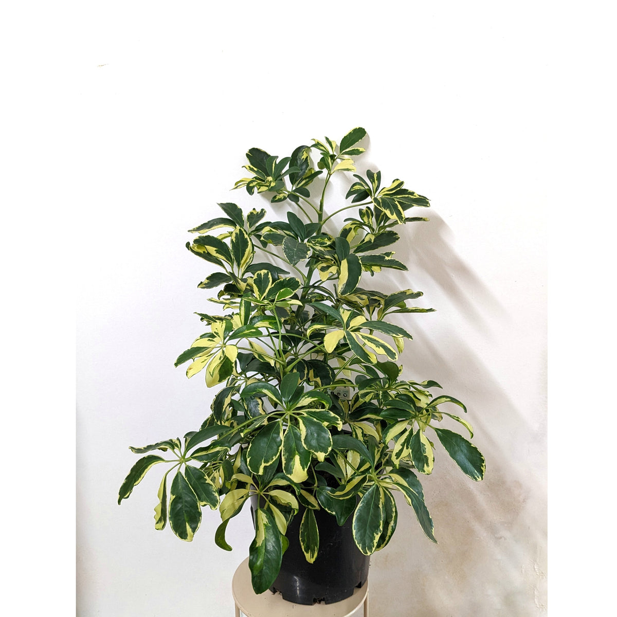 Schefflera arboricola ‘Madam De Smet’ (Variegated Umbrella Tree) - 20cm ...