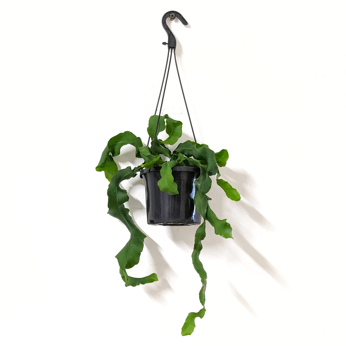 Epiphyllum guatamalense v Montrose (Curly Sue) - 12.5cm pot ...