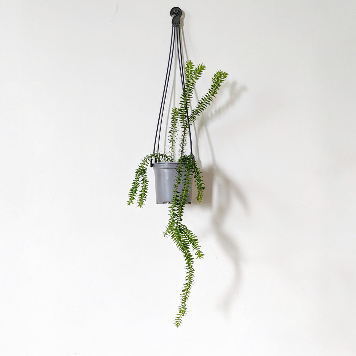 Phlegmariurus subtrifoliatus (Fiji Miniature Black Stem Tassel Fern ...