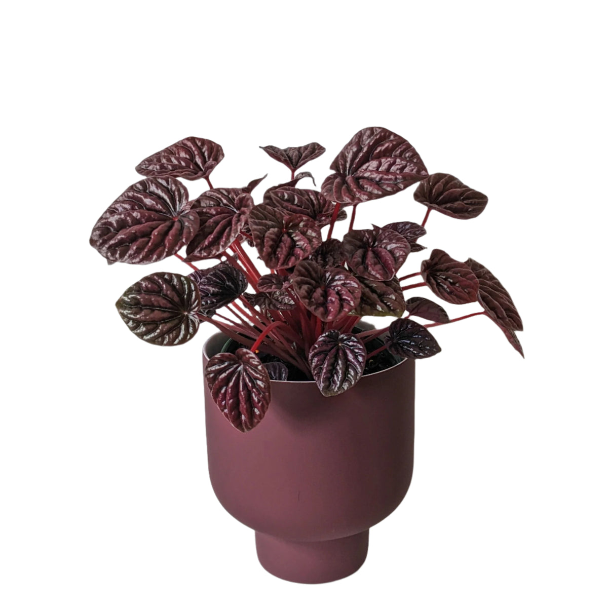 Peperomia ‘Schumi Red’ in Fergus pot | Plantsmith Indoor Plants Melbourne
