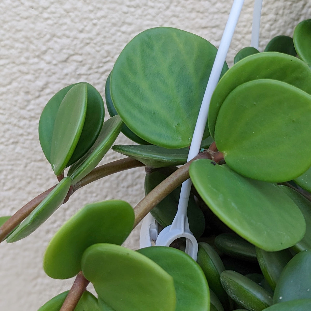 Peperomia 'Hope' - 13cm pot | Plantsmith Indoor Plants Melbourne
