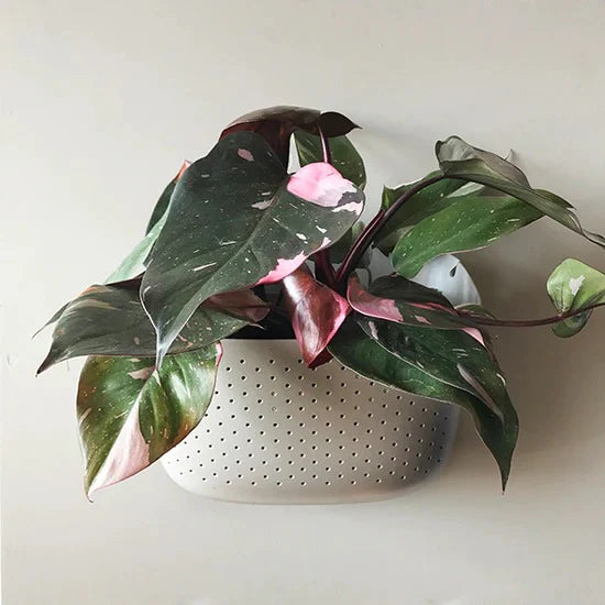 Wally Gro - Eco Wall Mounted Planters | Plantsmith Indoor Plants Melbourne