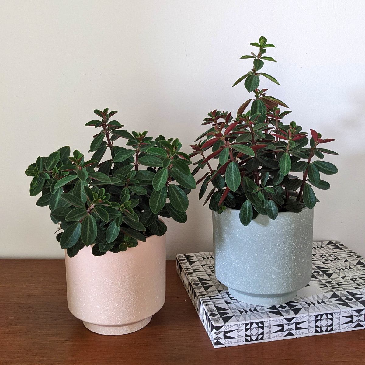 Red Log Peperomia in Ceramic Planter | Plantsmith Indoor Plants Melbourne