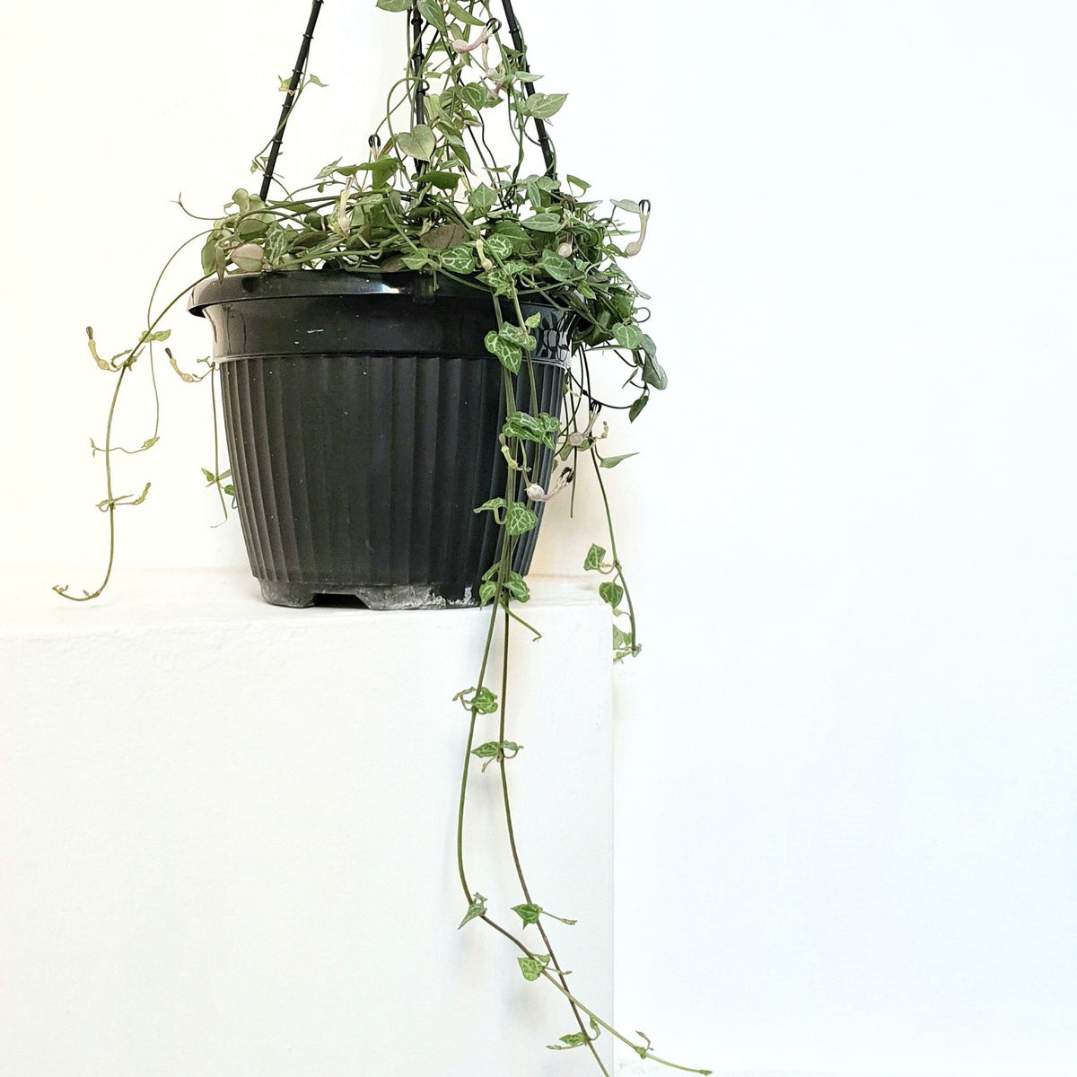 Ceropegia woodii hybrid (Ace of Spades) - 17cm pot | Plantsmith Indoor ...