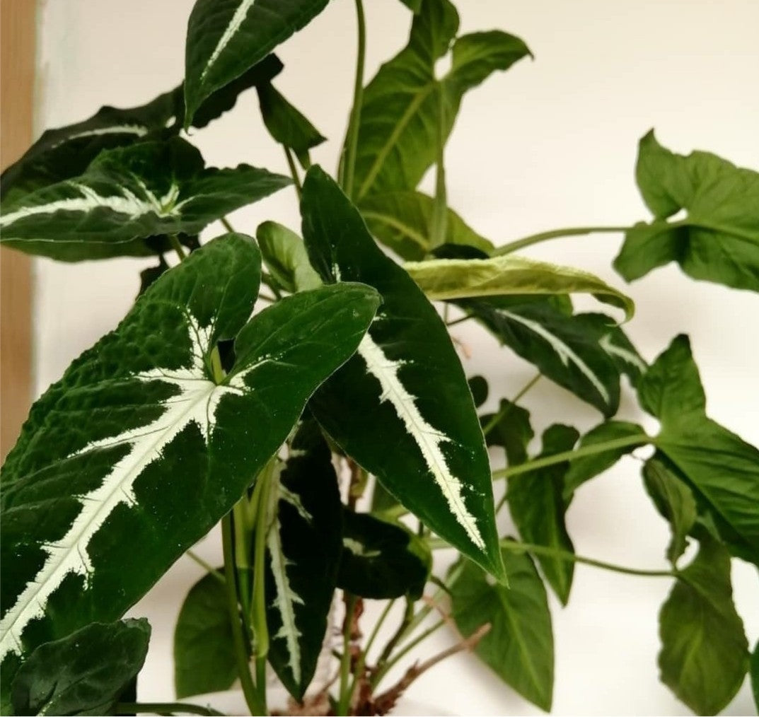 Syngonium wendlandii - 14cm | Plantsmith Indoor Plants Melbourne
